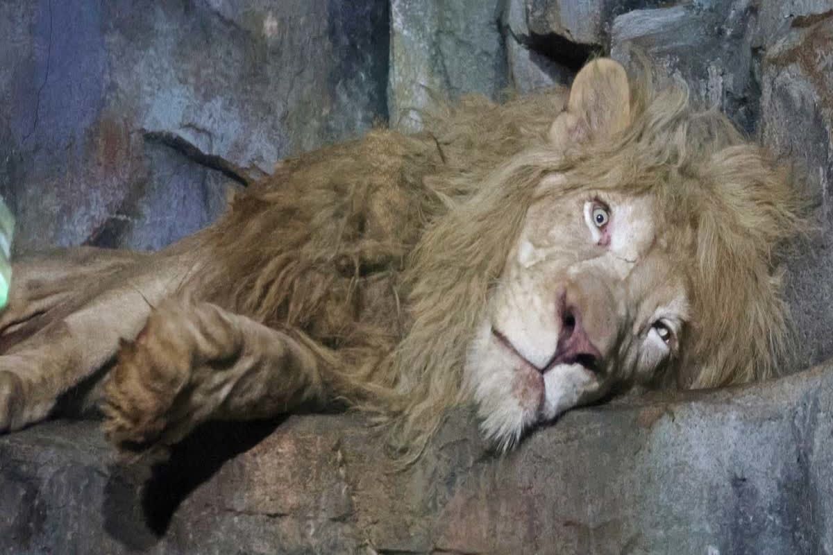 SHOCKING Behavior of Indoor Zoo Animals Raises Concerns