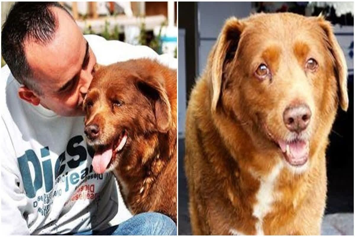 Bobby, the dog who set the Guinness World Record, passes away at 31.