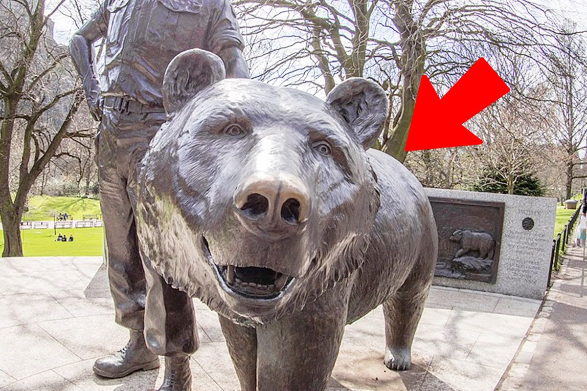 Animals with Military Ranks Who Served with Bravery and Distinction