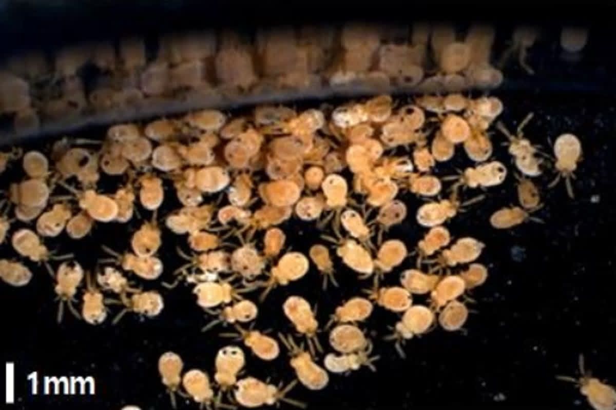 After bedbugs, this time, the gross "this" is on the rise...If you get ...