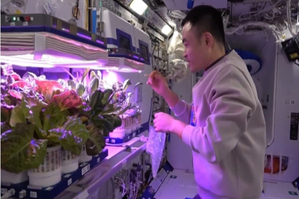Chinese Astronauts Grow Lettuce, Green Onions, and Other Vegetables in ...