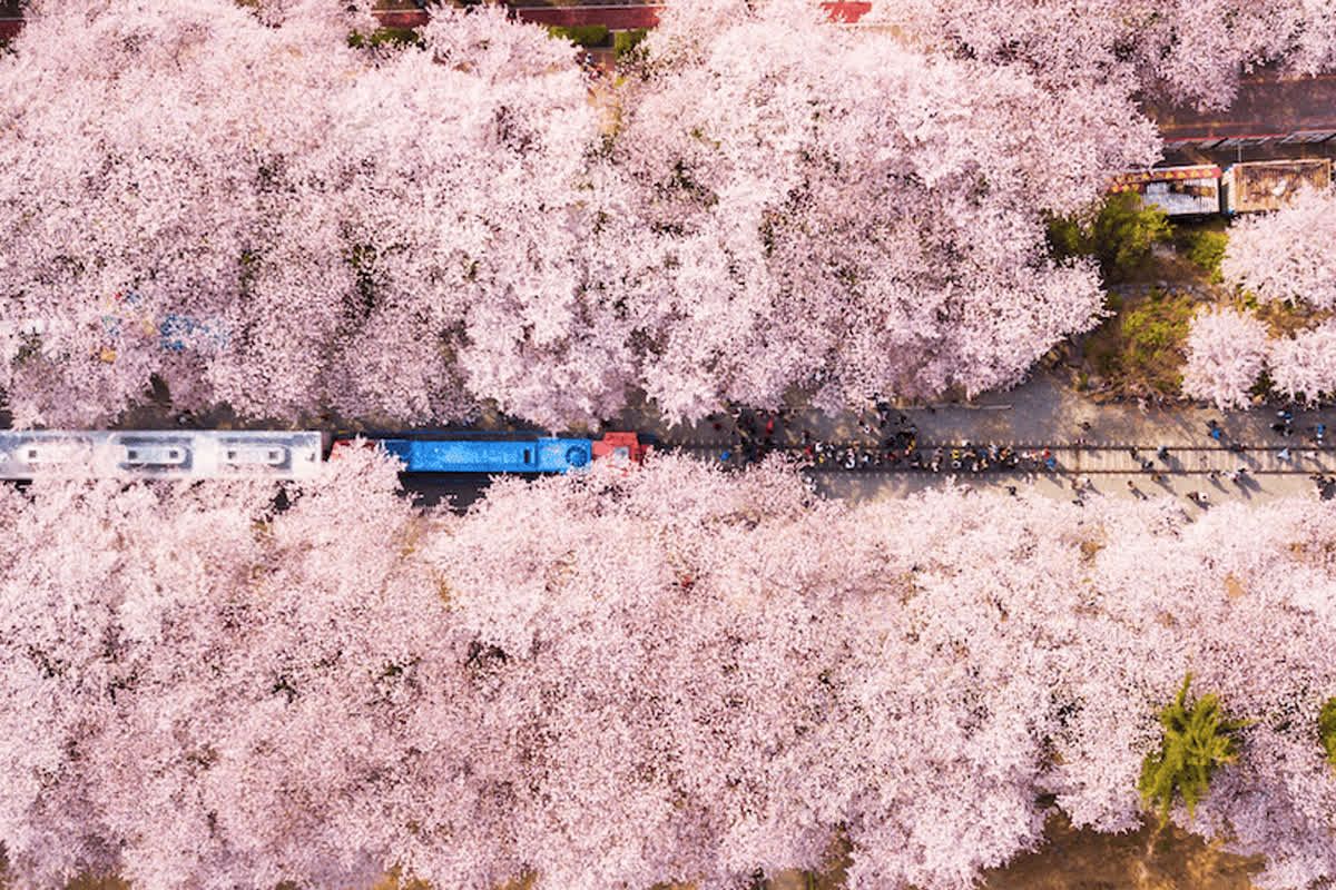 Spring is Coming, Top 5 Cherry Blossom Spots in Busan