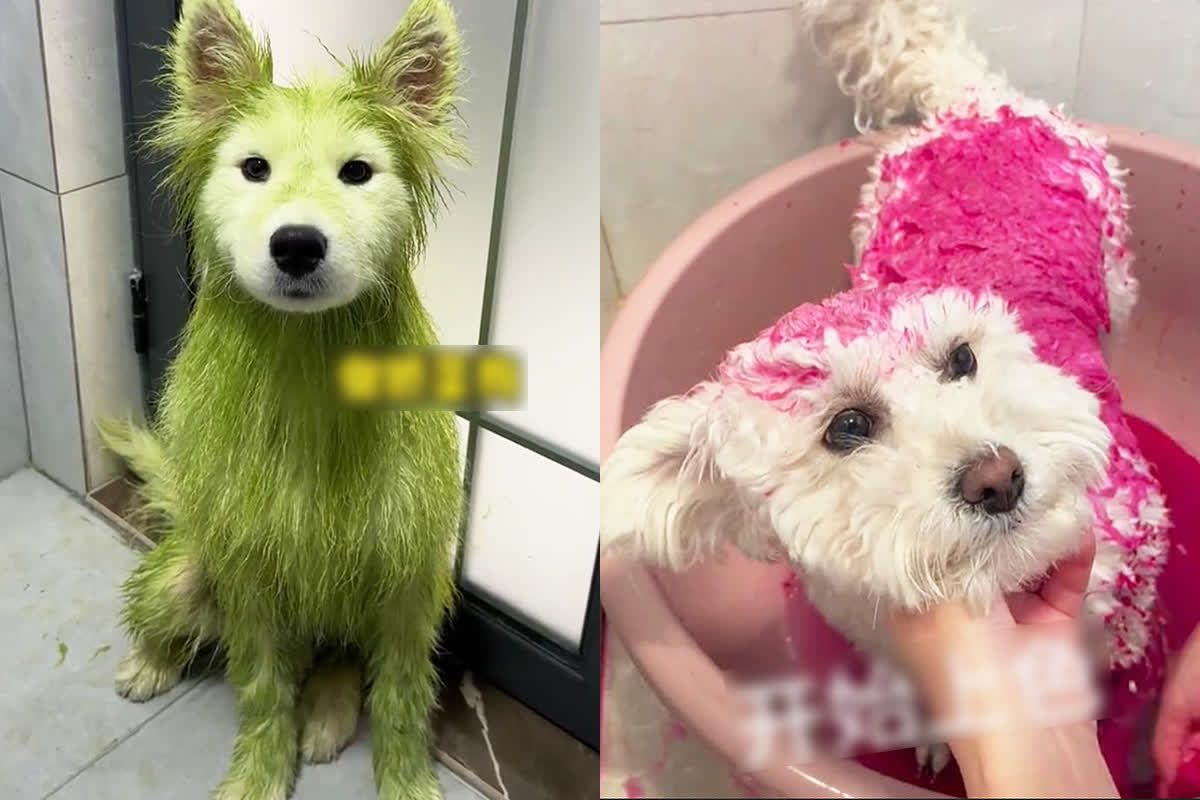Influencers Using Fruits & Veggies for Colorful Coat on Pets Spark Debate
